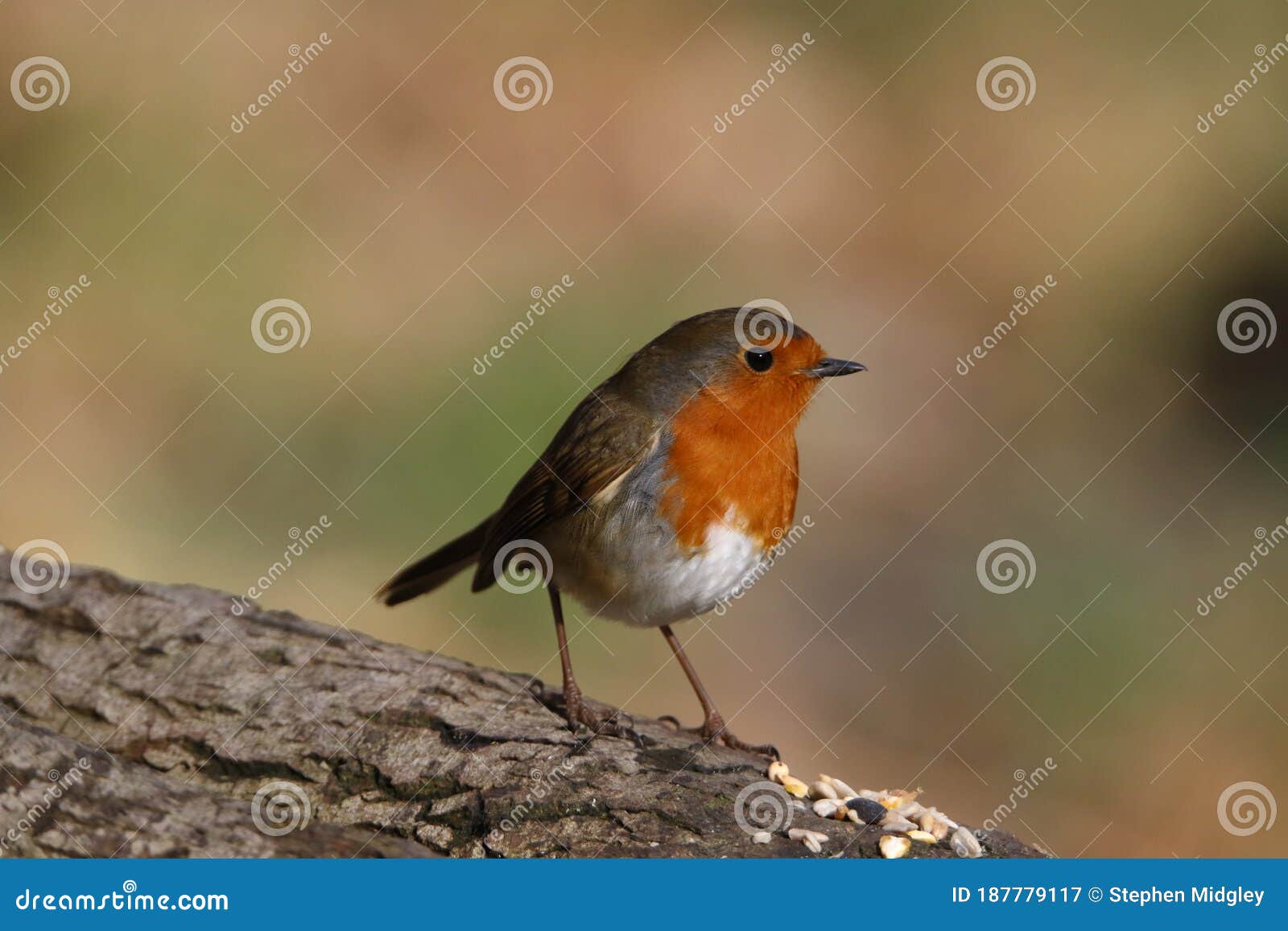 Robin Perched on a Branch Feeding in the Woods Stock Image - Image of ...