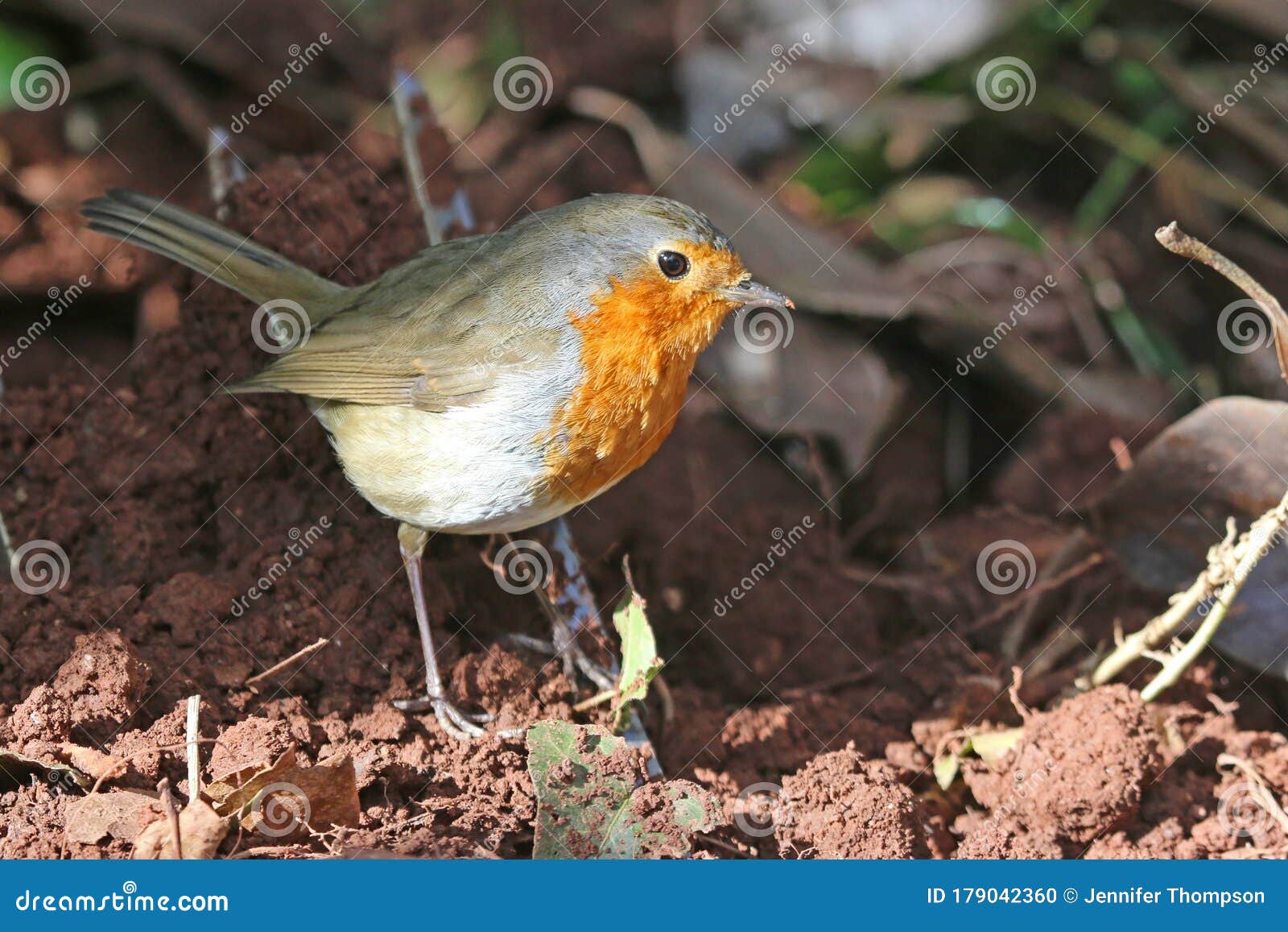 Robin perched on a fork stock photo. Image of robin - 179042360