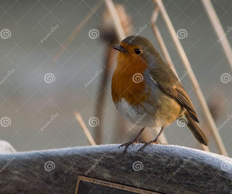 Robin bird stock photo. Image of cold, robin, frosty - 85070702
