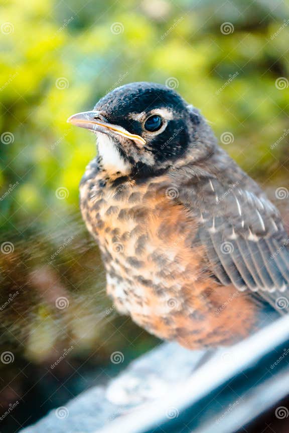 Robin Perched on a Ledge Outside a Window Stock Photo - Image of green ...