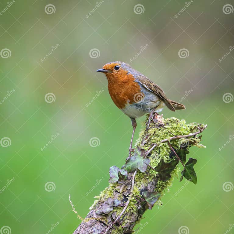 Robin Perched on a Moss-covered Tree Branch Stock Image - Image of bird ...