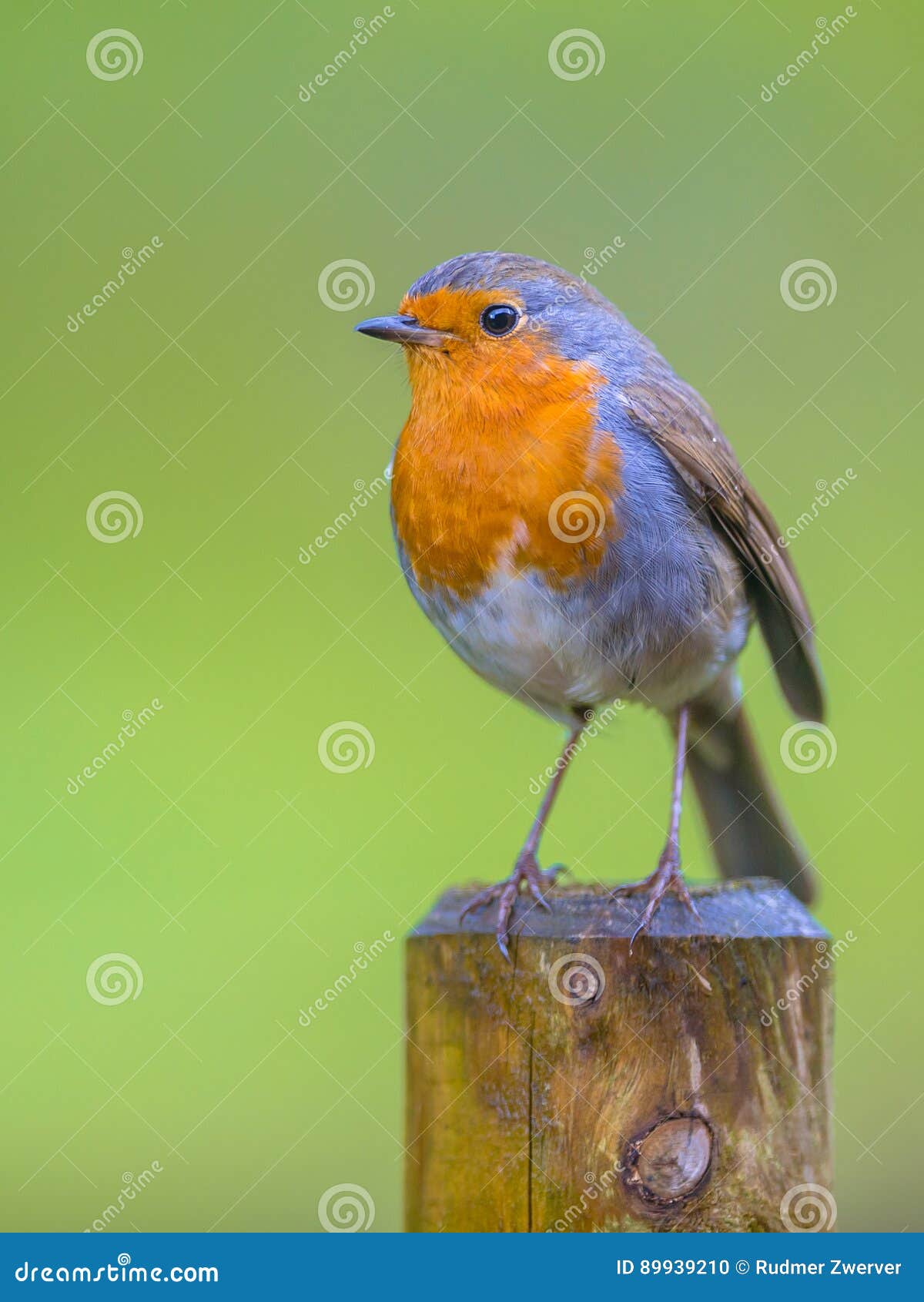 Robin perched on a pole stock photo. Image of european - 89939210