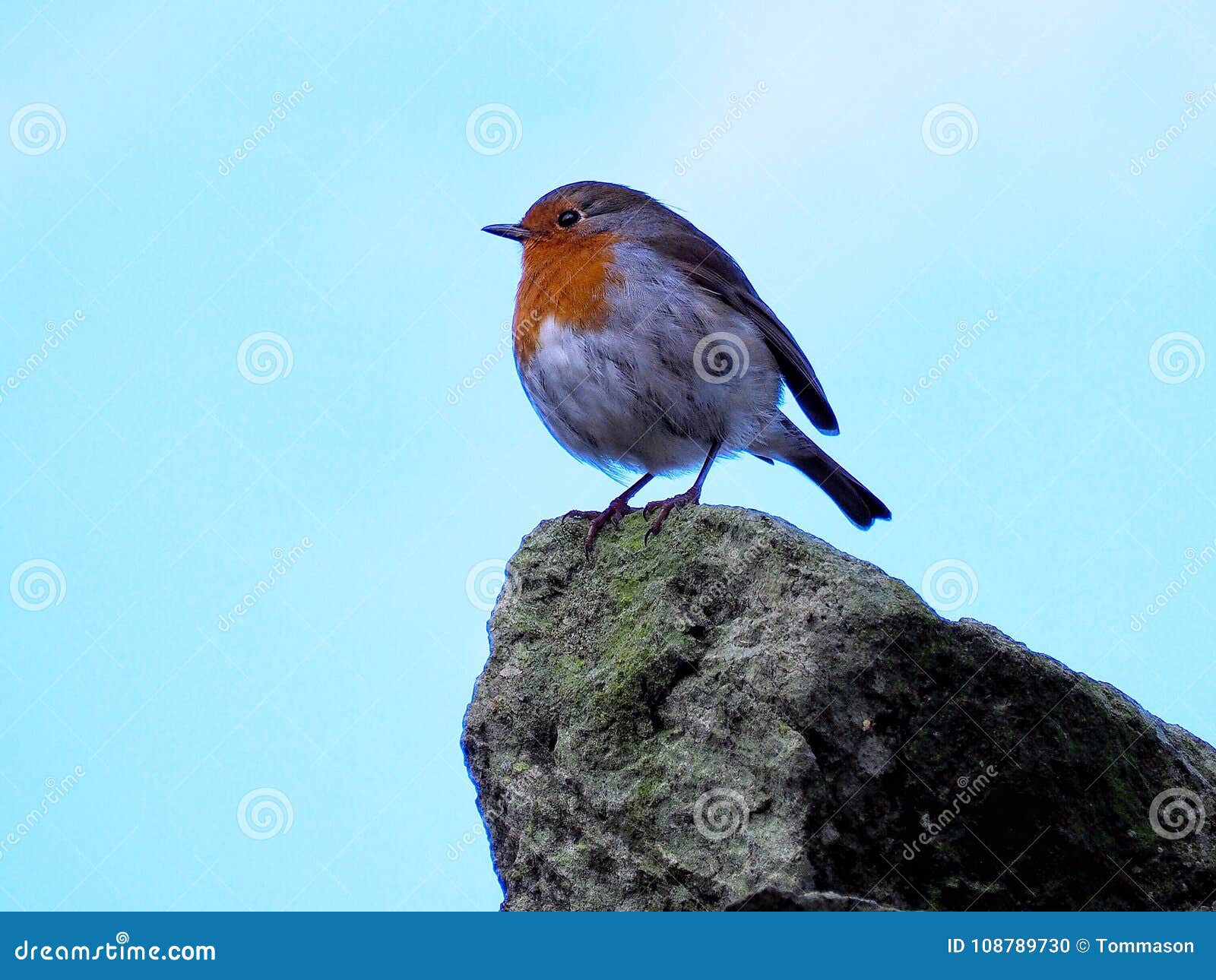 Robin perched on a rock stock photo. Image of garden - 108789730