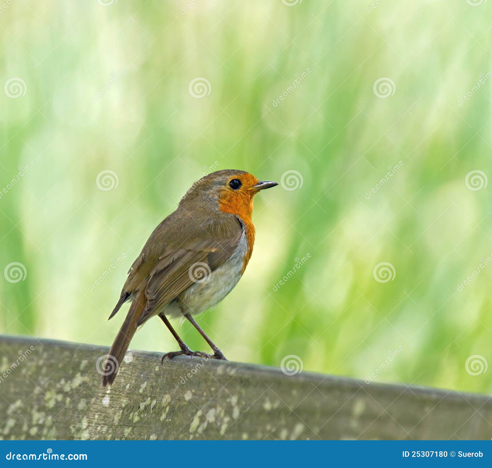 Robin Perched on Seat stock photo. Image of summer, bird - 25307180