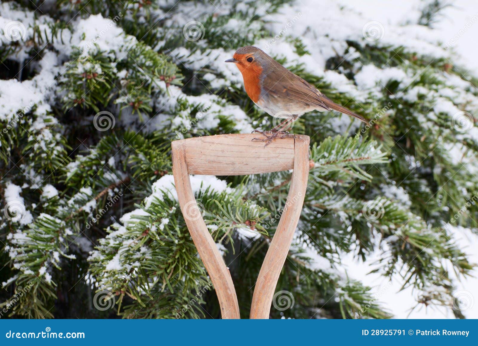 Robin Perched Sideways on Spade Handle Stock Image - Image of redbreast ...
