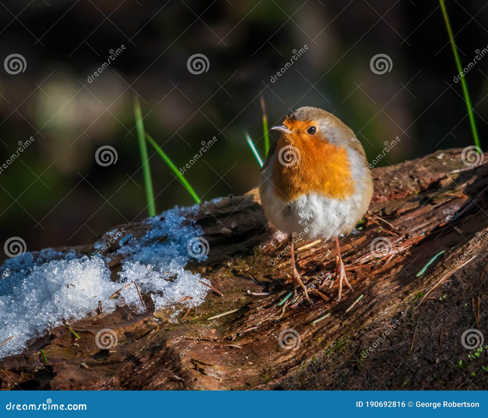 Robin Perched on a Snow Covered Log Stock Photo - Image of robin, bird ...
