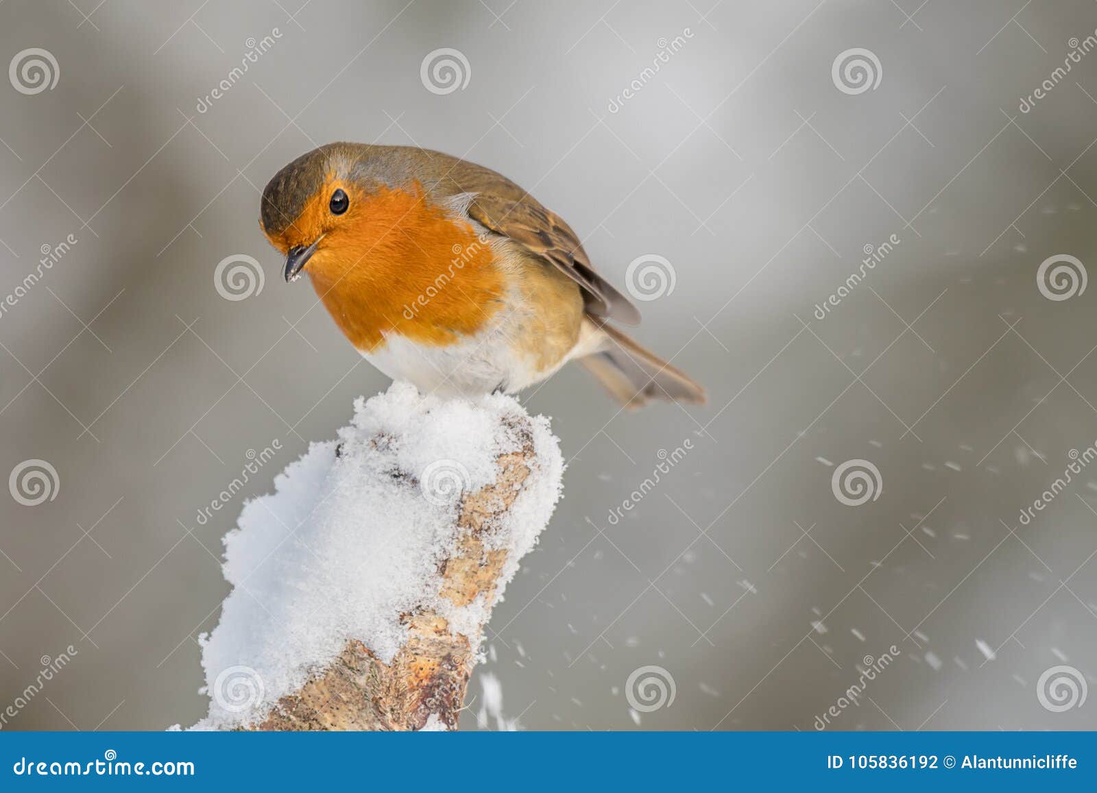 Robin Perched on Snow Covered Post Stock Photo - Image of robin ...