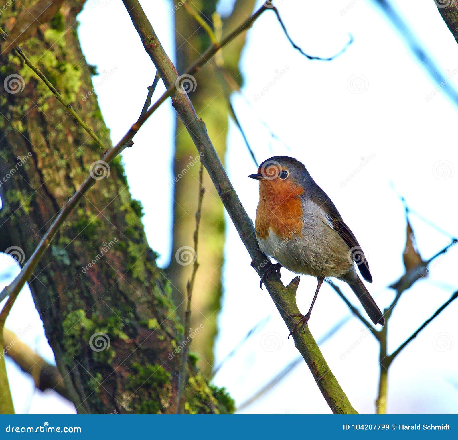 Robin Perched on a Diagonal Branch with Tree Trunk in the Background ...