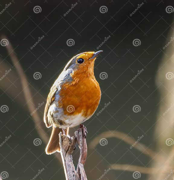 Robin Perched on Stick Amidst Tree Branches Stock Image - Image of ...