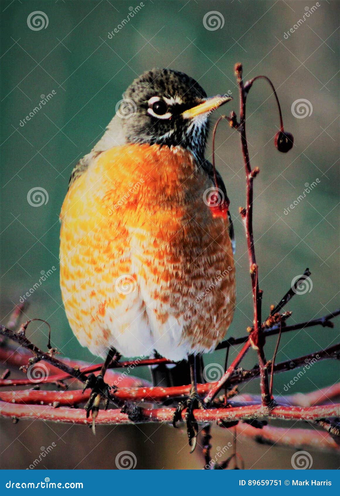 Robin Perched on Tree Limb stock image. Image of utah - 89659751
