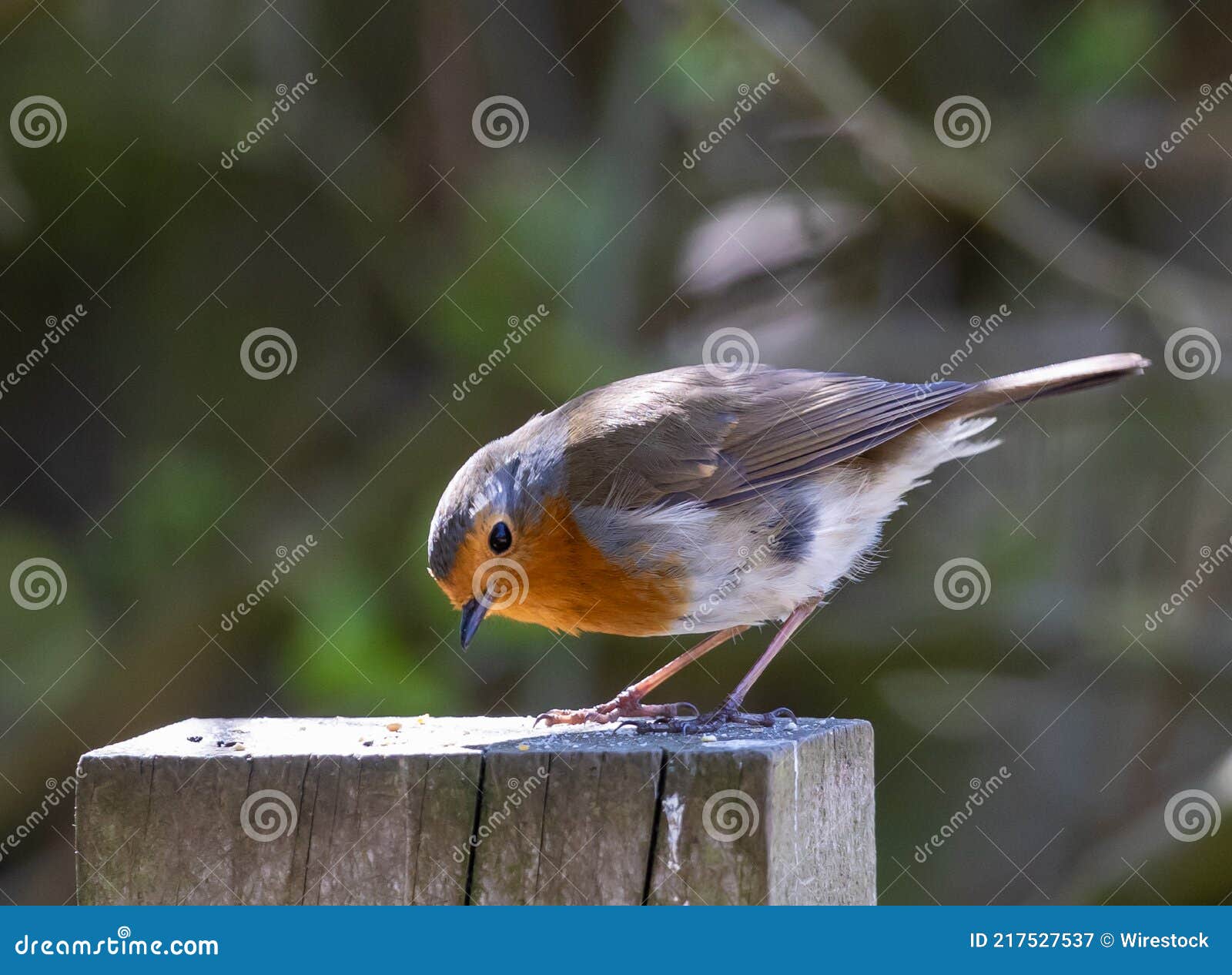 Robin perched on tree log stock image. Image of wildlife - 217527537