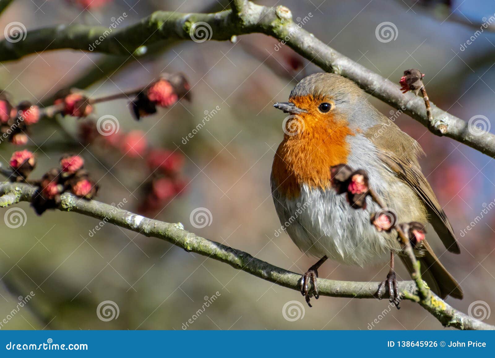 A Robin perched on a wig stock photo. Image of beauty - 138645926