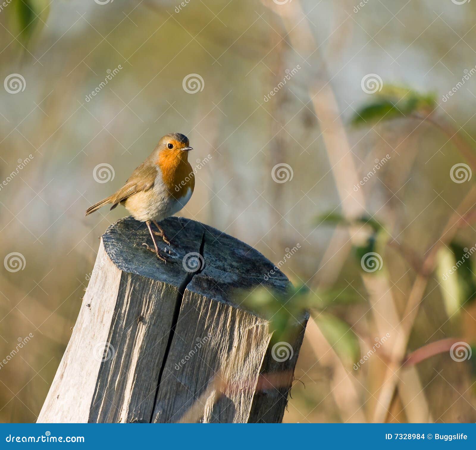 Robin Perched in Winter Sun Stock Photo - Image of perched, sunlight ...