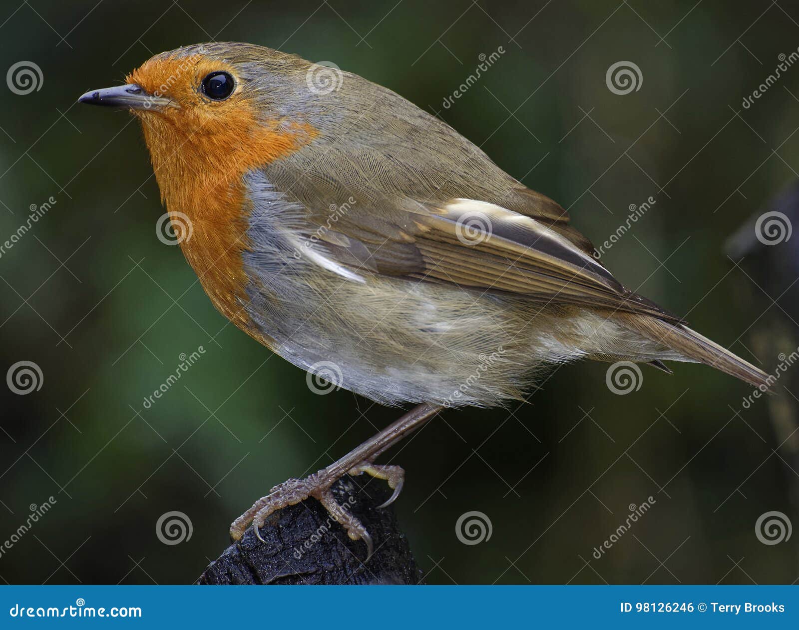 Robin Perched on Wooden Log Stock Photo - Image of woodland, rubecula ...