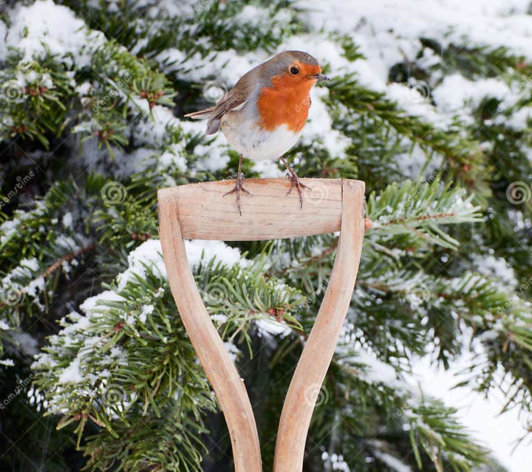 Robin Perched on Wooden Spade Handle Stock Photo - Image of winter ...