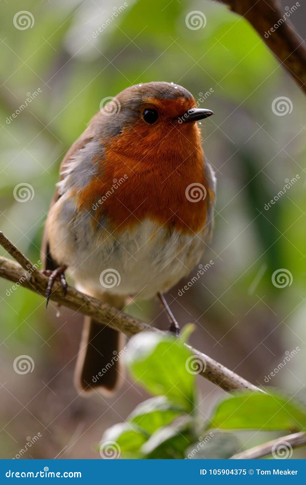 Robin Perching on a Branch in the Rain Stock Image - Image of perched ...