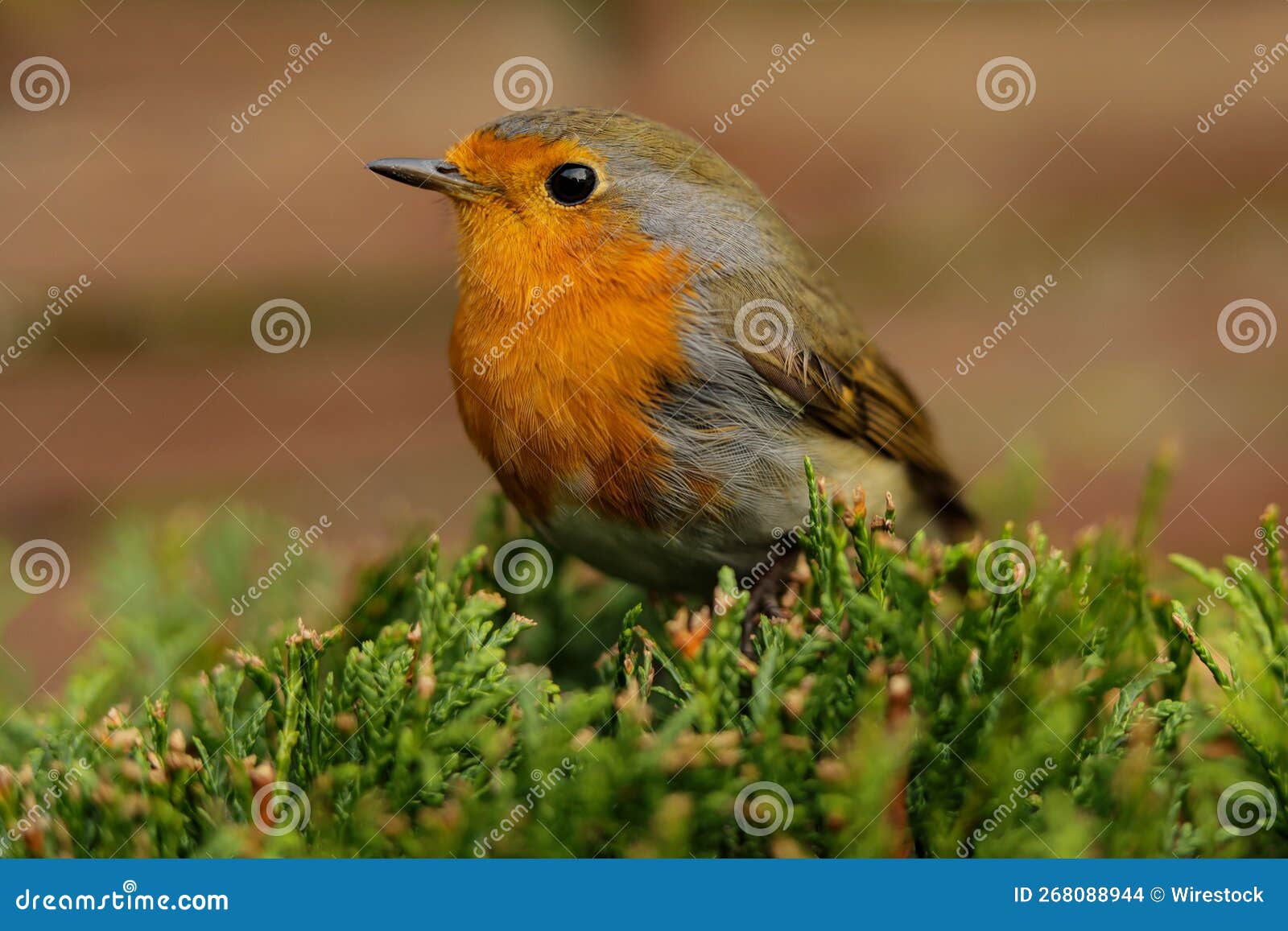 Robin perching on grass stock photo. Image of feathers - 268088944