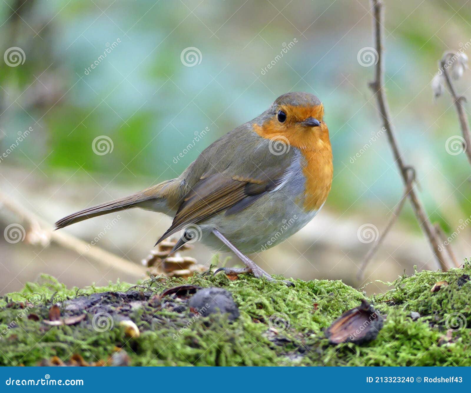 Robin Perching on Moss and Looking into the Lens Stock Photo - Image of ...