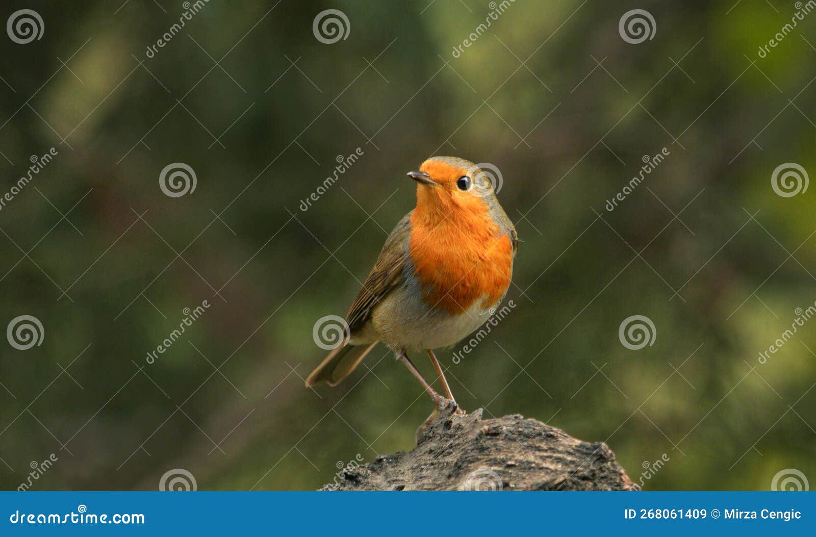 Robin Perching on Tree with Nature Blur Background Stock Image - Image ...