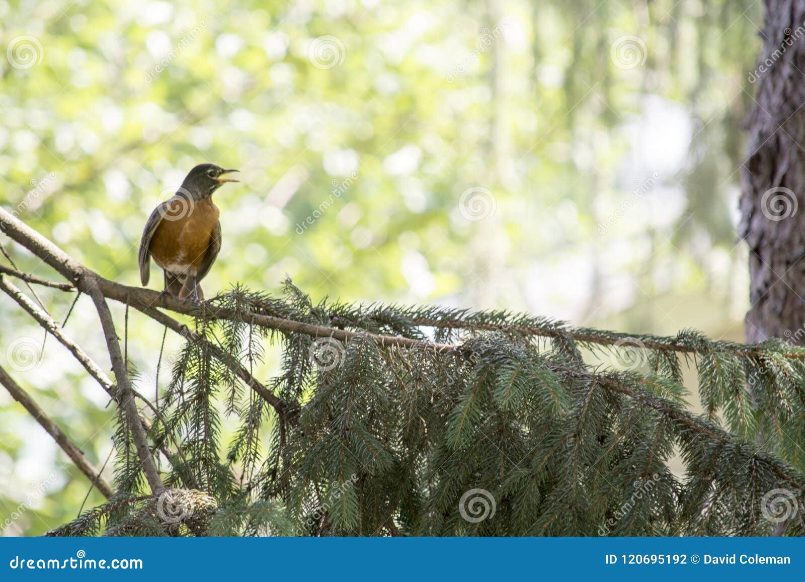 Robin in pine tree stock photo. Image of branch, sitting - 120695192