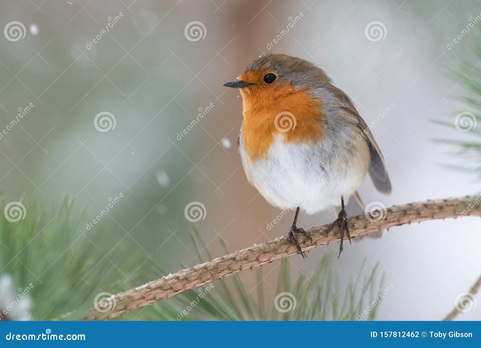 Robin in Pine Tree during Snowfall Stock Photo - Image of perching ...