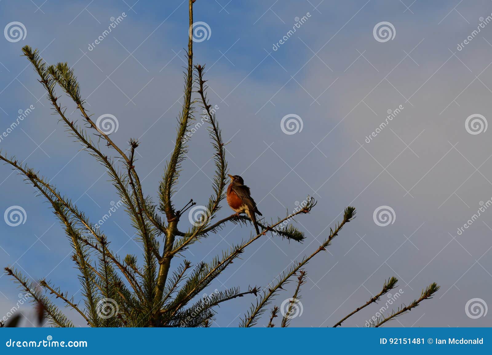 Robin in a Pine Tree stock image. Image of robin, orange - 92151481