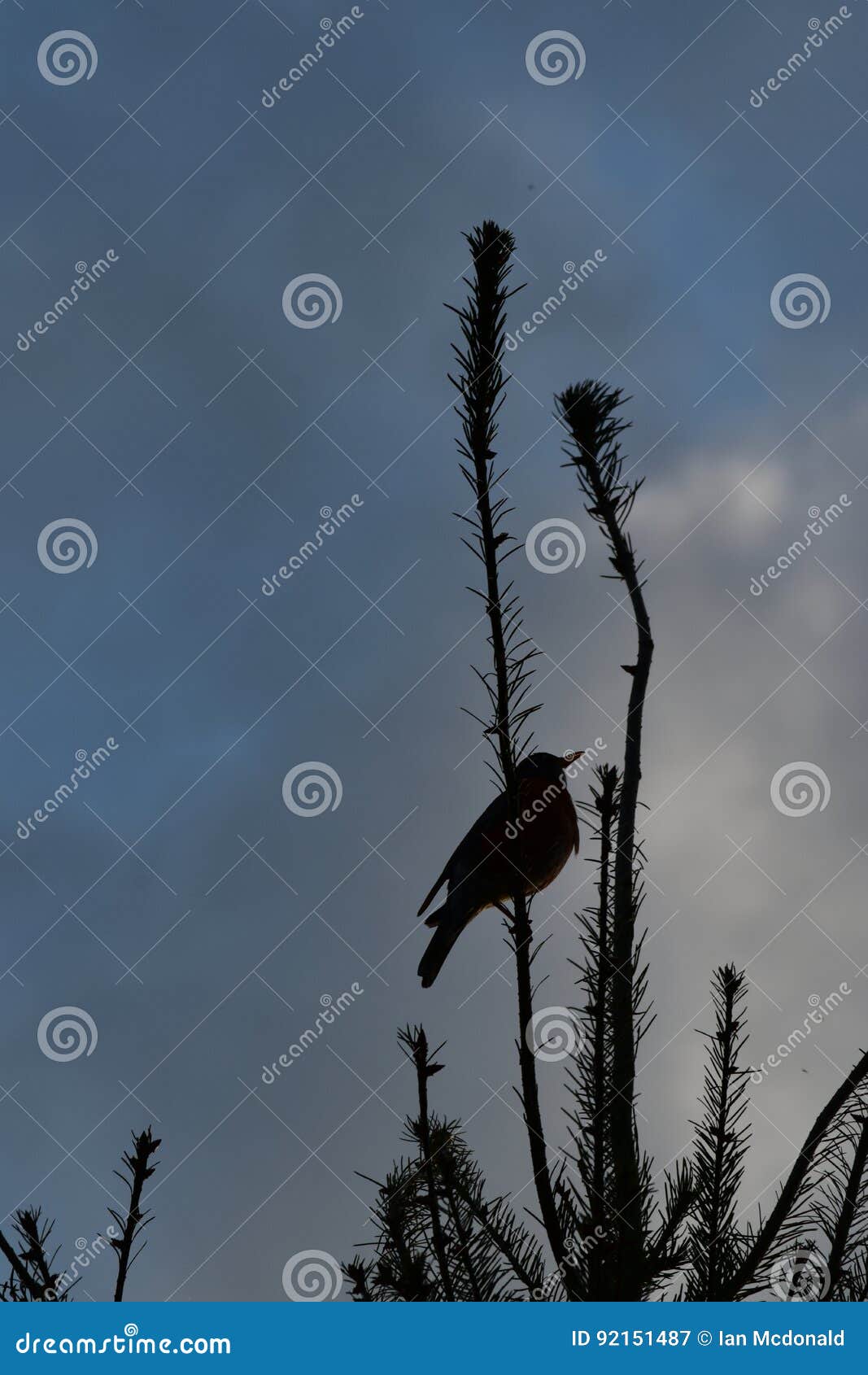 Robin in a Pine Tree stock image. Image of pine, spring - 92151487