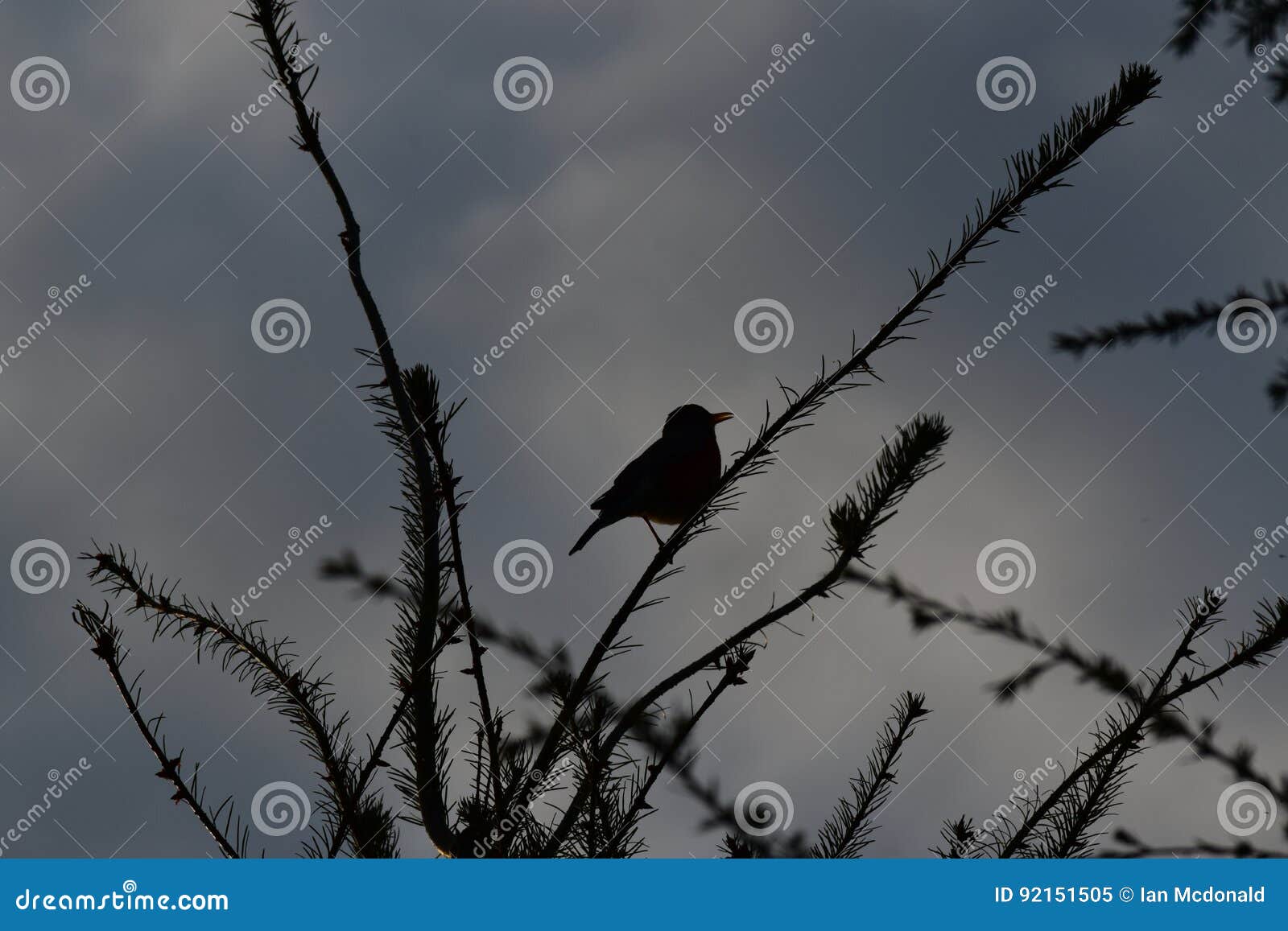 Robin in a Pine Tree stock image. Image of feather, plumage - 92151505
