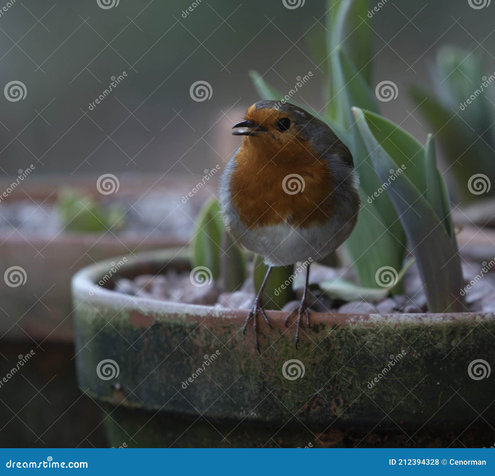 Robin on a Plant Pot in the Garden Stock Photo - Image of branch ...