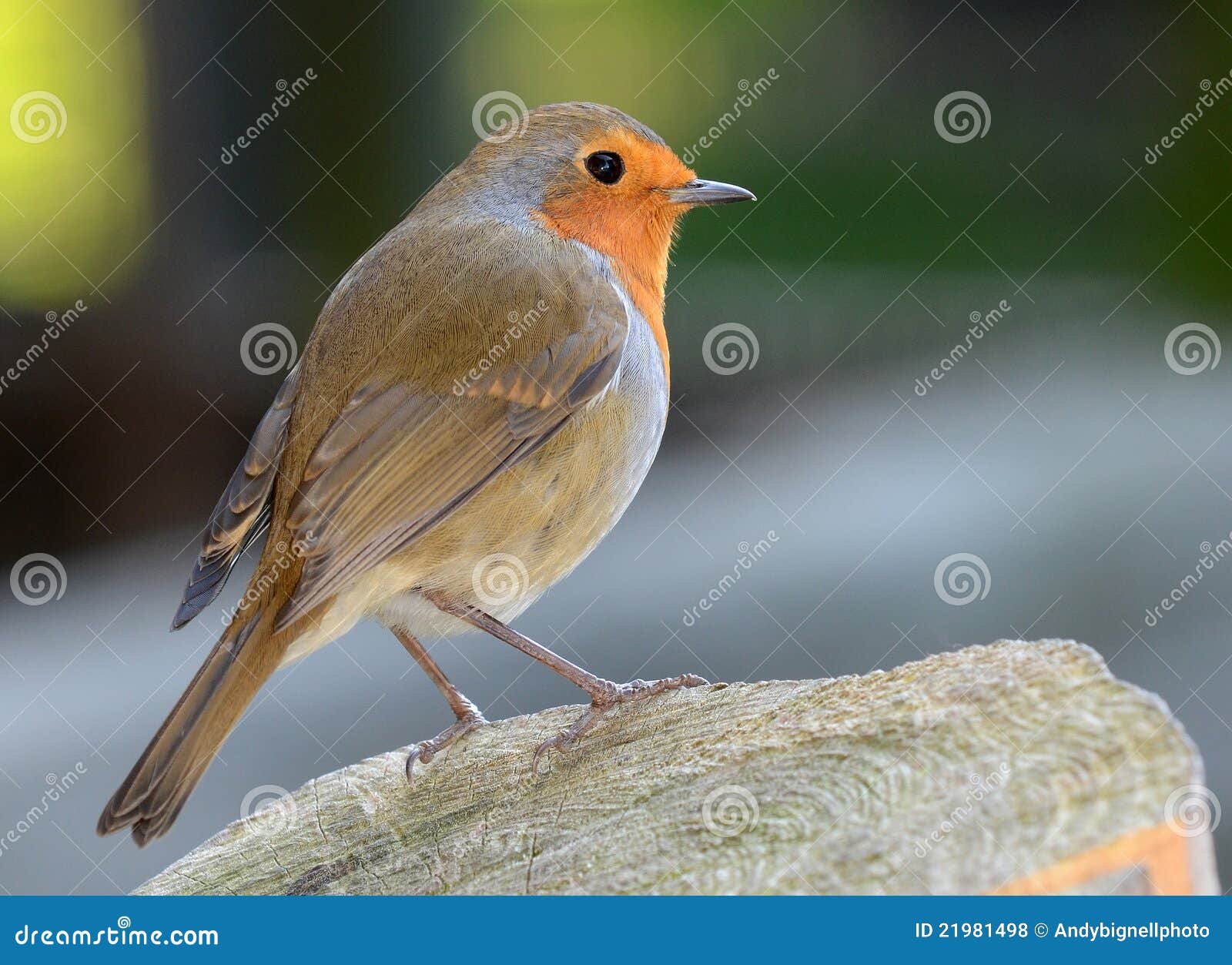 Robin Portrait stock photo. Image of songbird, garden - 21981498