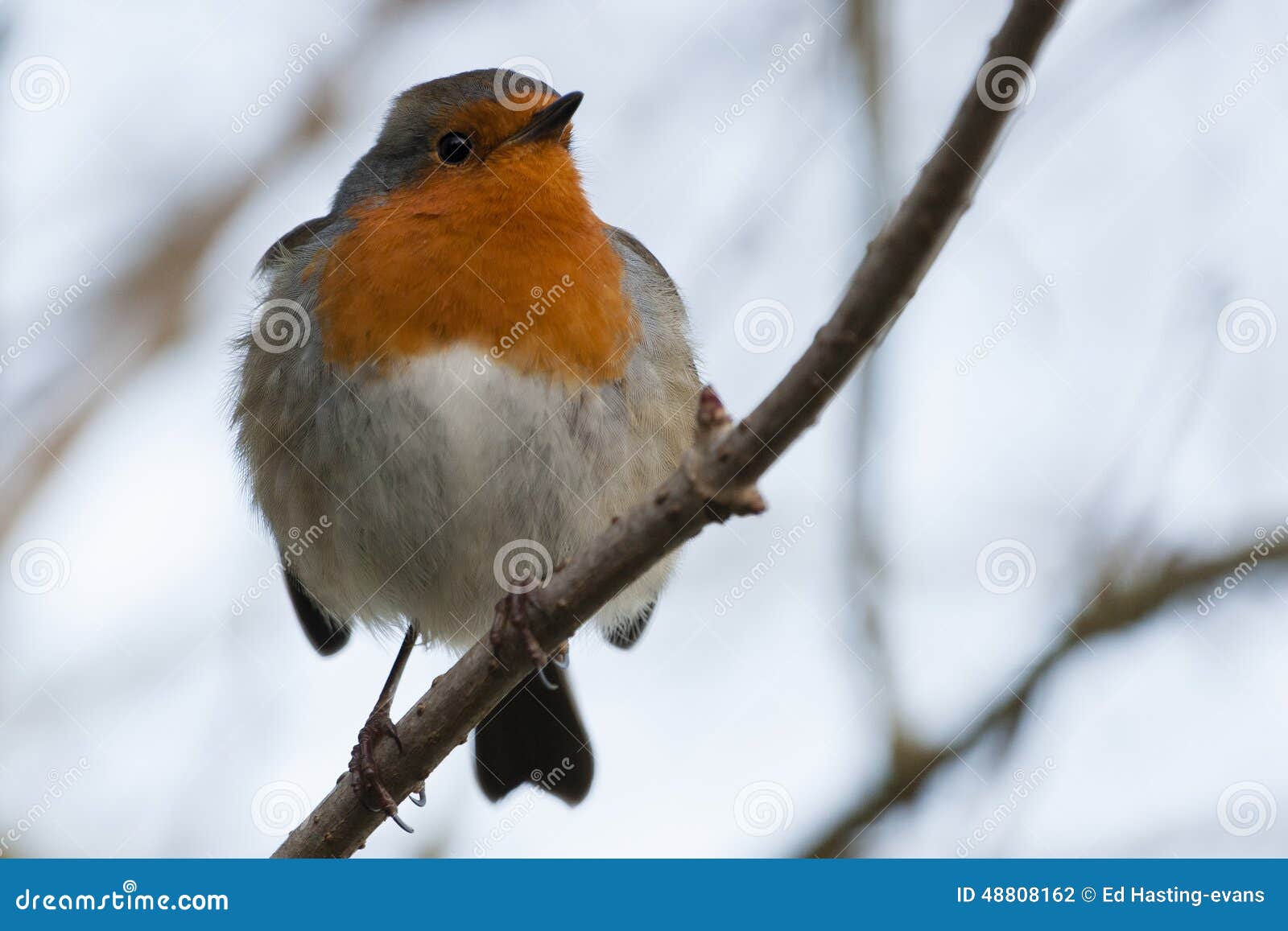 Robin stock photo. Image of health, district, nature - 48808162