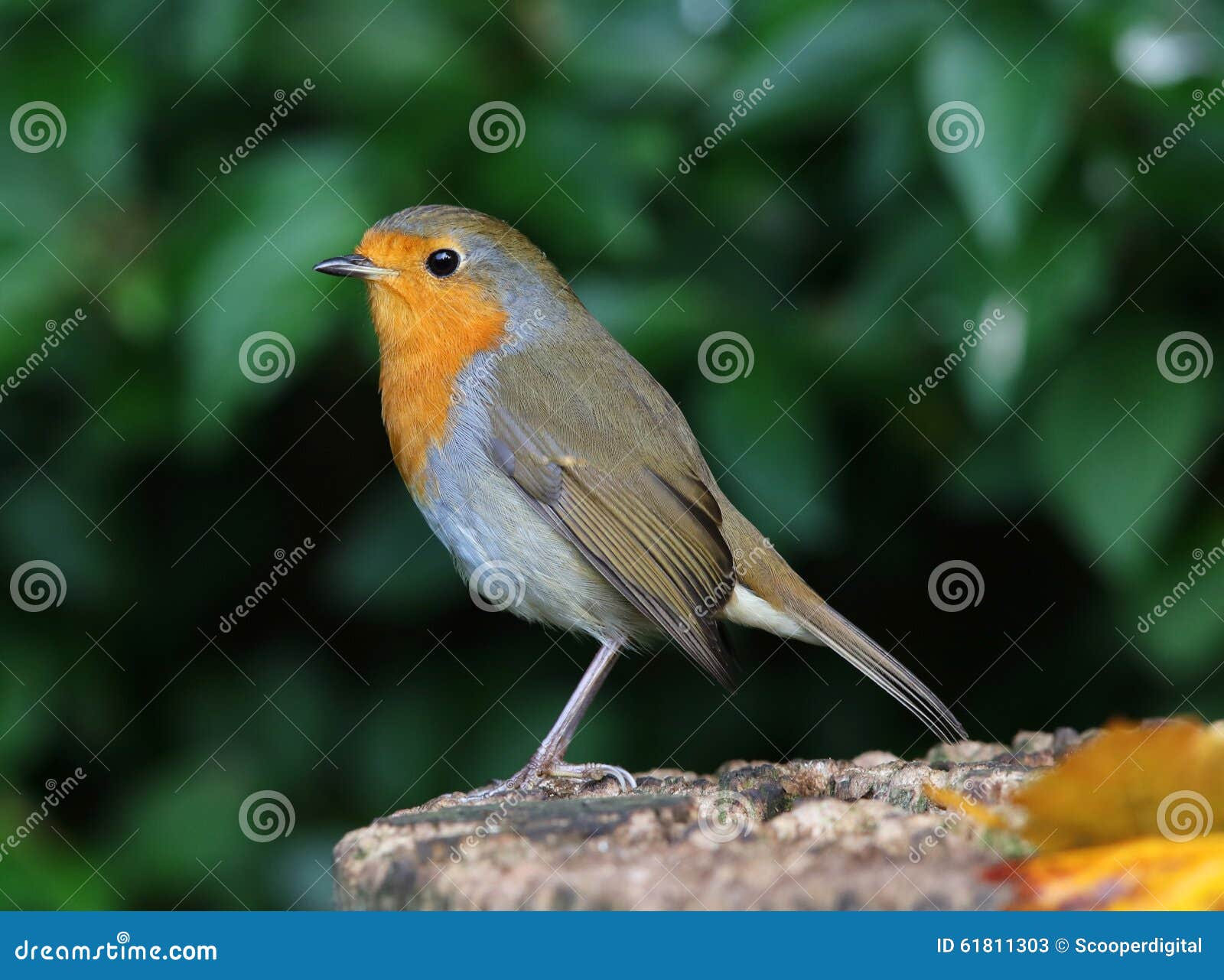 Robin stock image. Image of branch, rubecula, christmas - 61811303