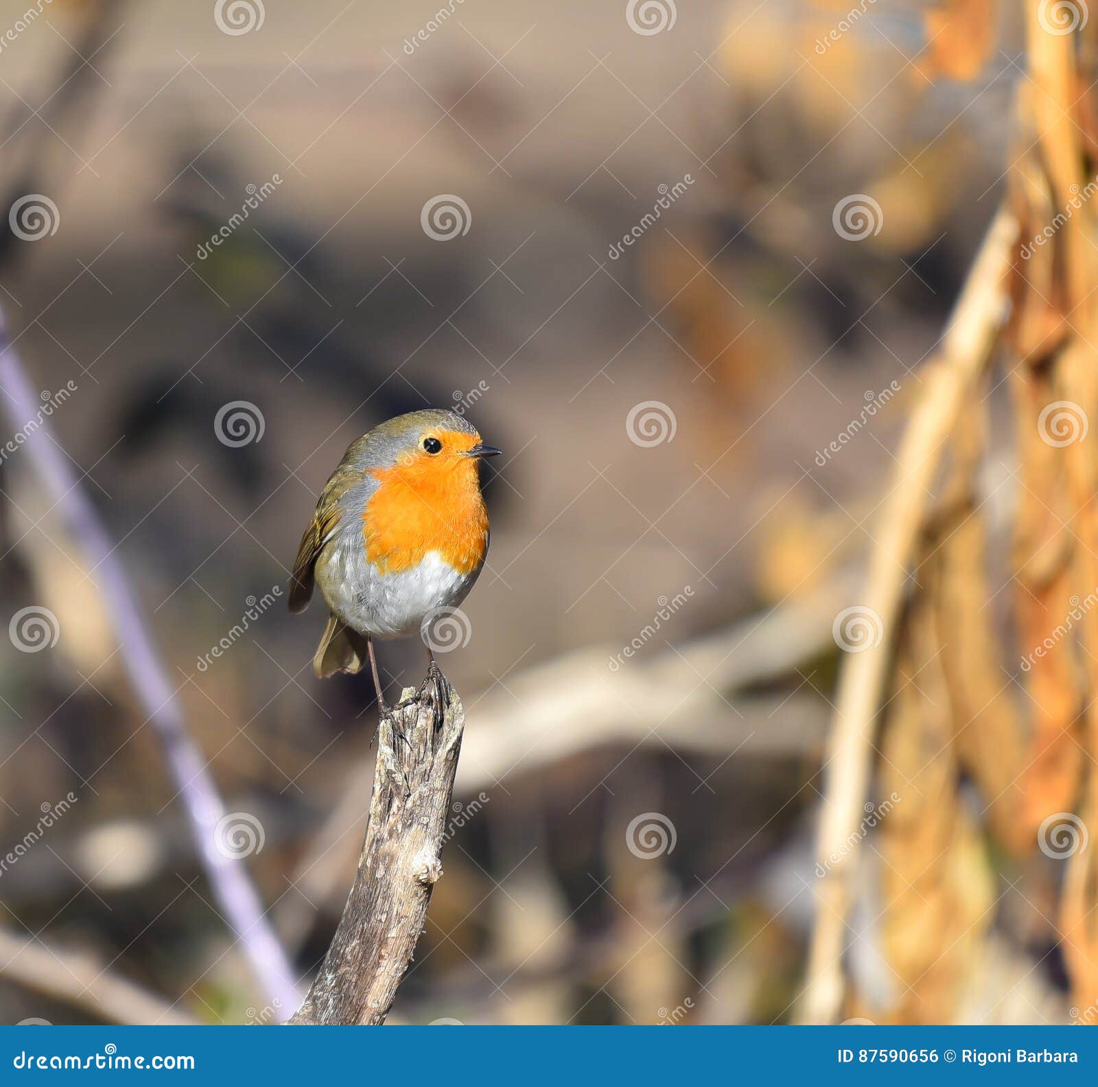 Robin posed on branch stock photo. Image of cute, left - 87590656