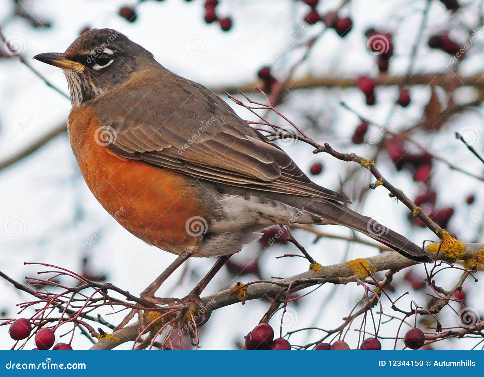 Robin Posing stock photo. Image of fall, late, autumn - 12344150