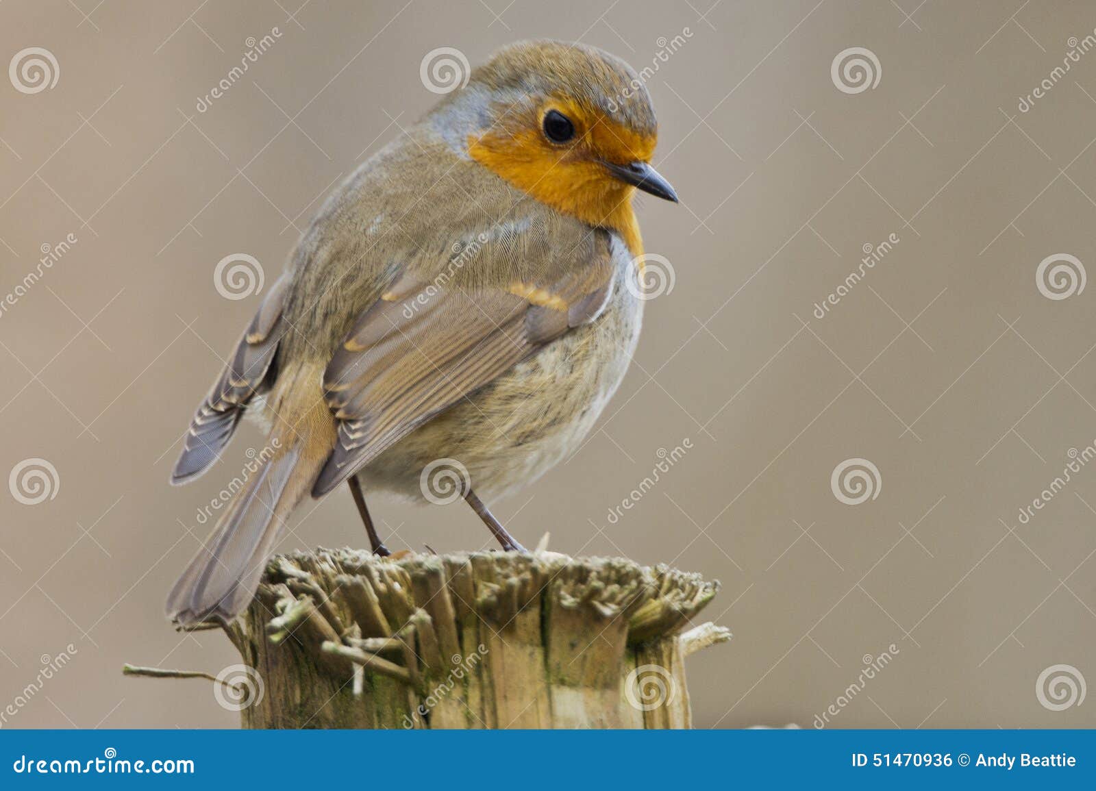 Robin stock photo. Image of andy, wildlife, nature, posing - 51470936
