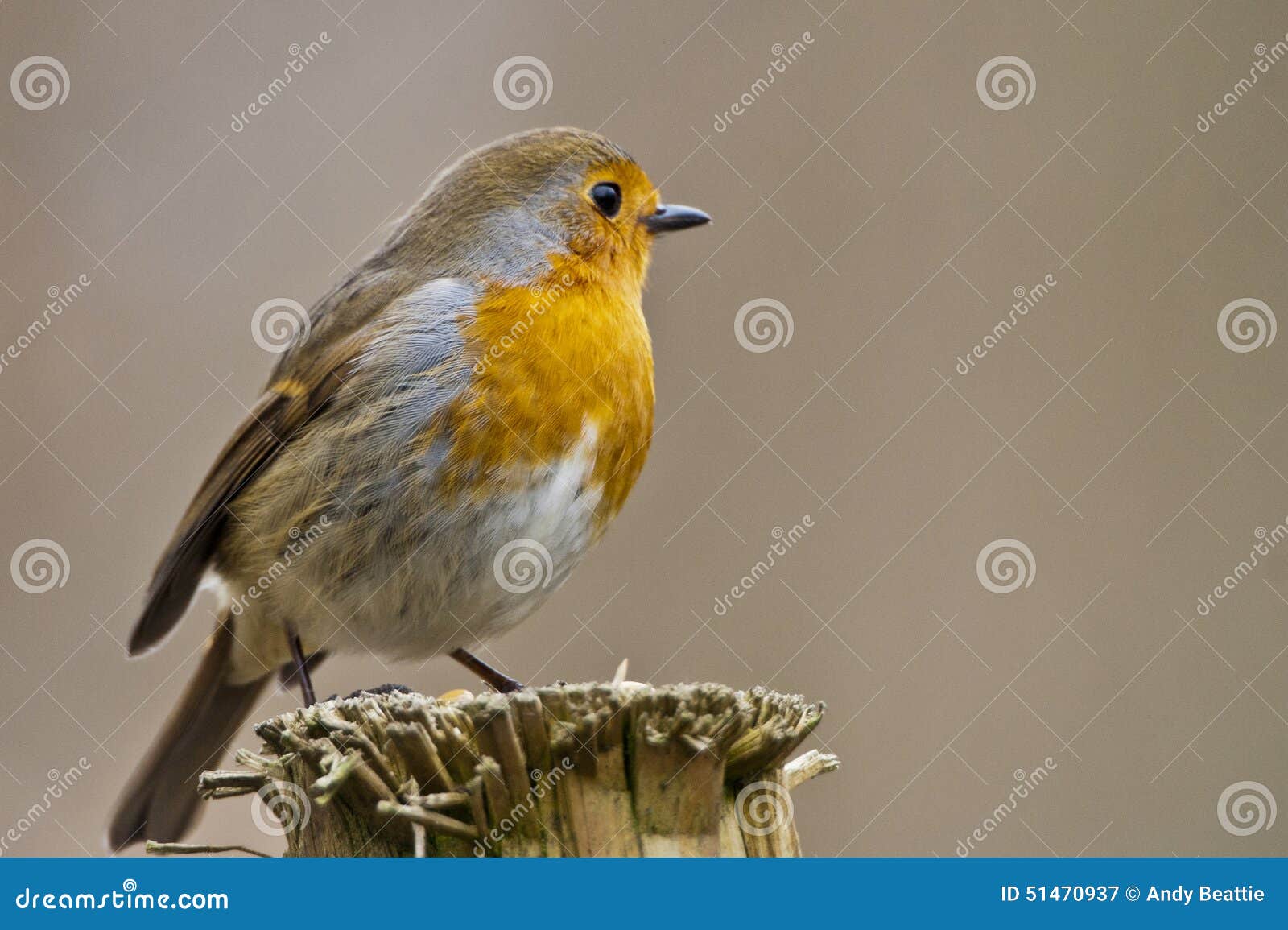 Robin stock image. Image of feather, beattie, nature - 51470937