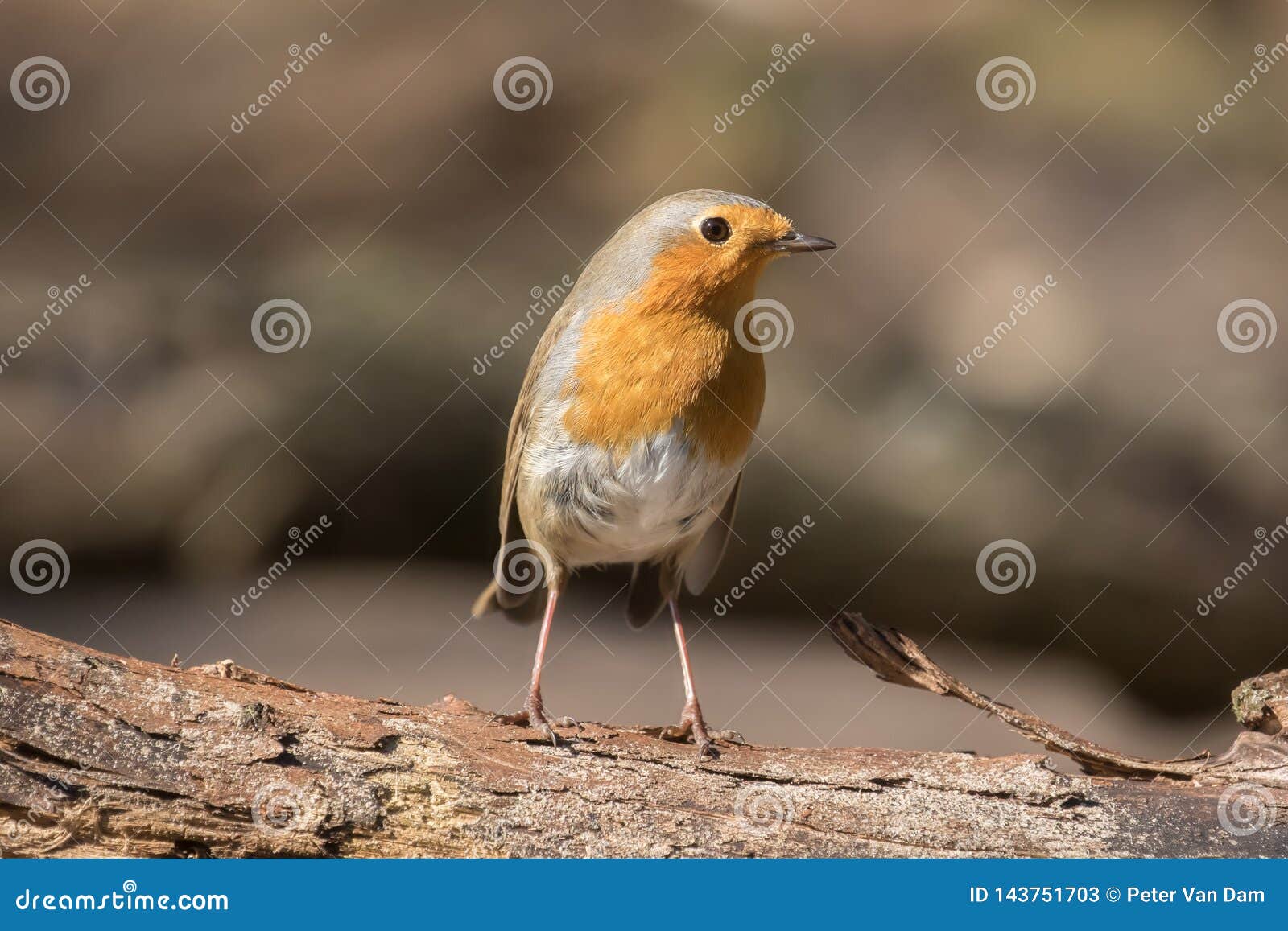 Robin Posing on a Tree Branch in the Sun Stock Image - Image of ...