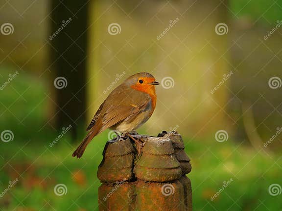 Robin on a post stock image. Image of animal, american - 13430233