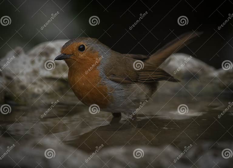 Robin on a post stock image. Image of robin, redbreast - 203363373
