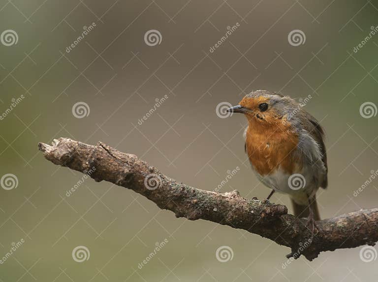 Robin on a post stock photo. Image of shot, blue, blackbird - 203361930