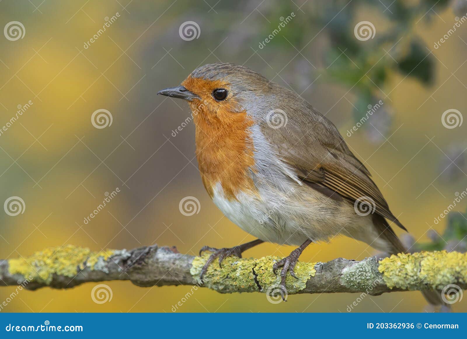 Robin on a post stock photo. Image of juvenile, stick - 203362936