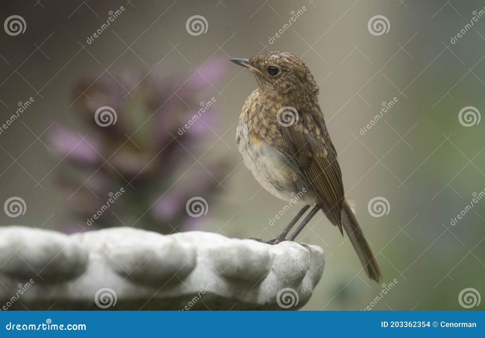 Robin on a post stock photo. Image of garden, bird, juvenile - 203362354