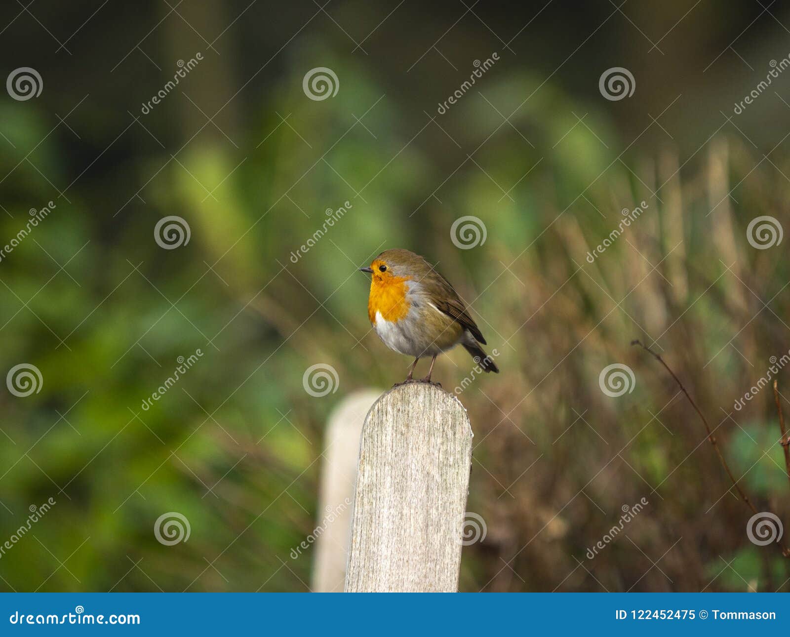 Robin on a post stock image. Image of robin, perch, season - 122452475