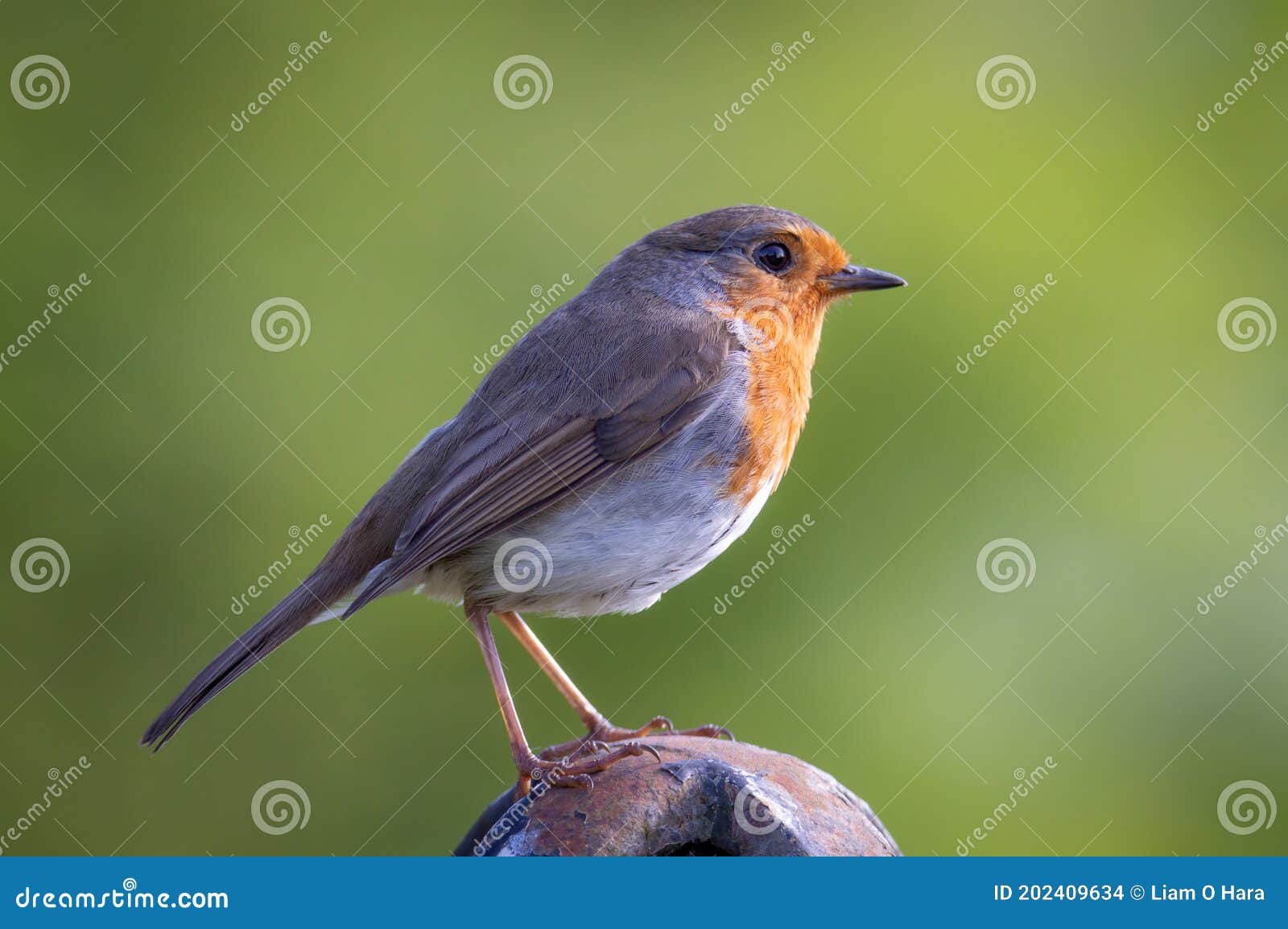 A Robin in Profile on a Metal Post Stock Photo - Image of bird, hiding ...