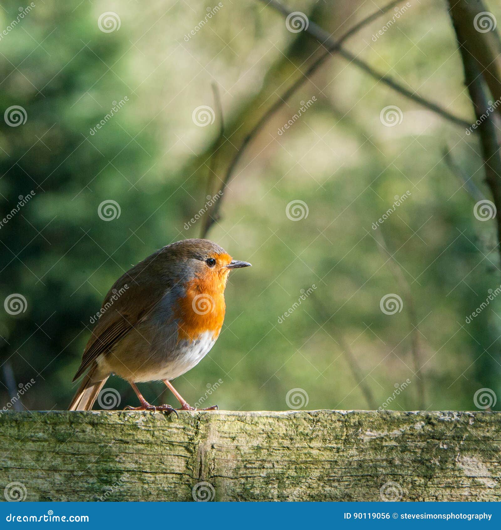 Robin profile stock photo. Image of songbird, beautiful - 90119056