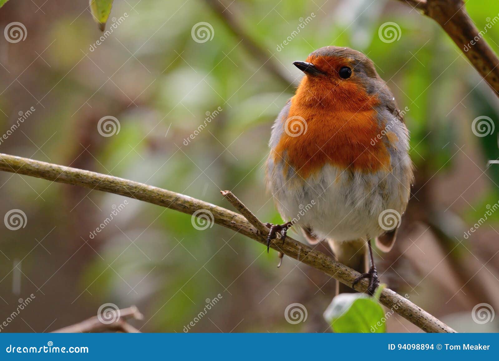 Robin in the rain stock photo. Image of bird, perching - 94098894