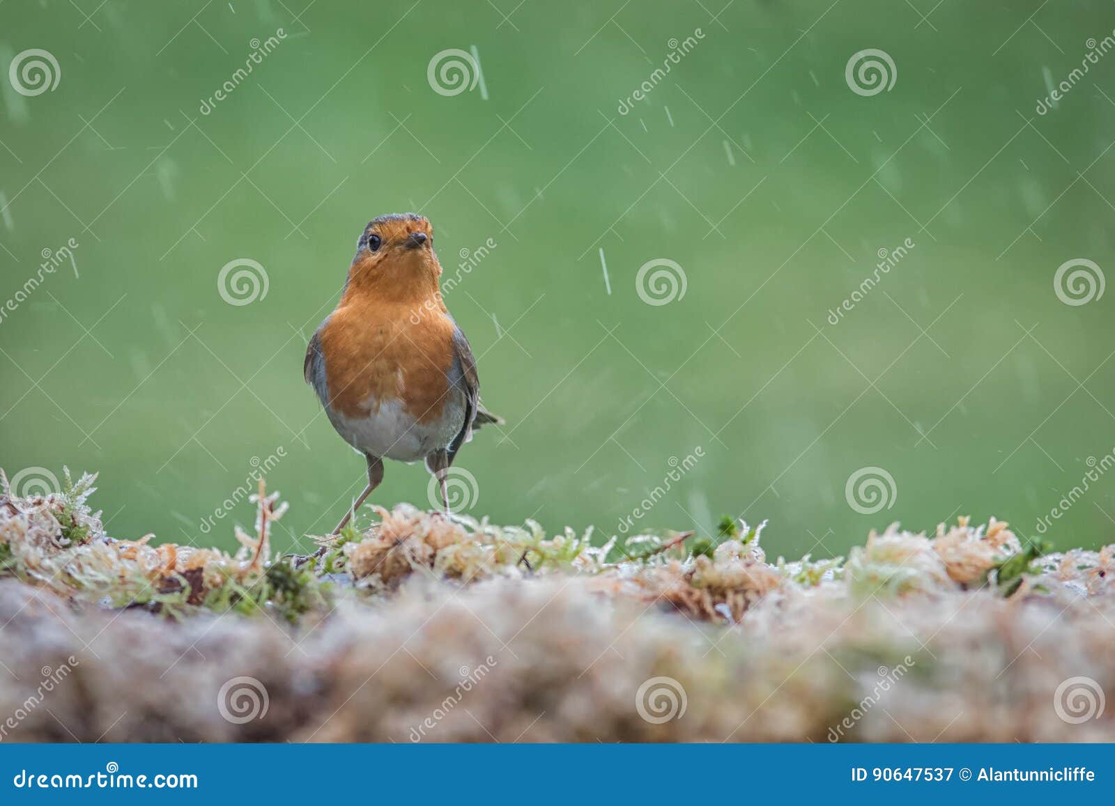 Robin in the rain stock image. Image of robin, european - 90647537