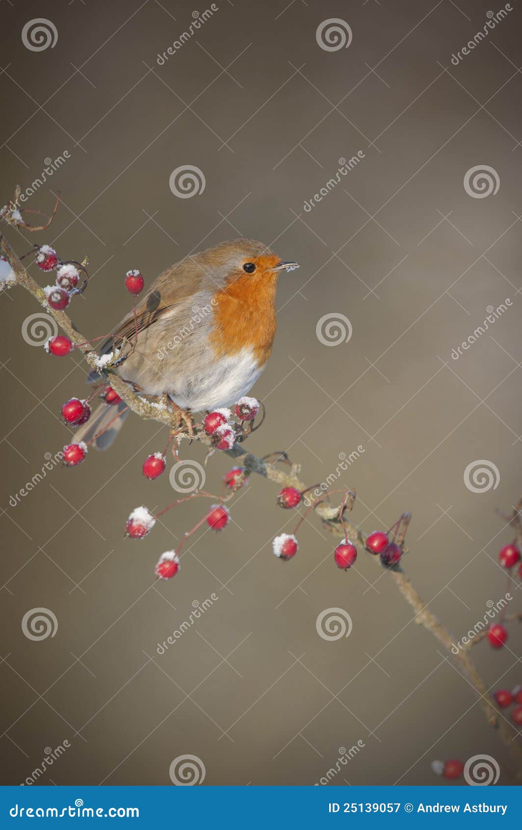 A Robin with Red Berries Covered in Snow Stock Image - Image of winter ...