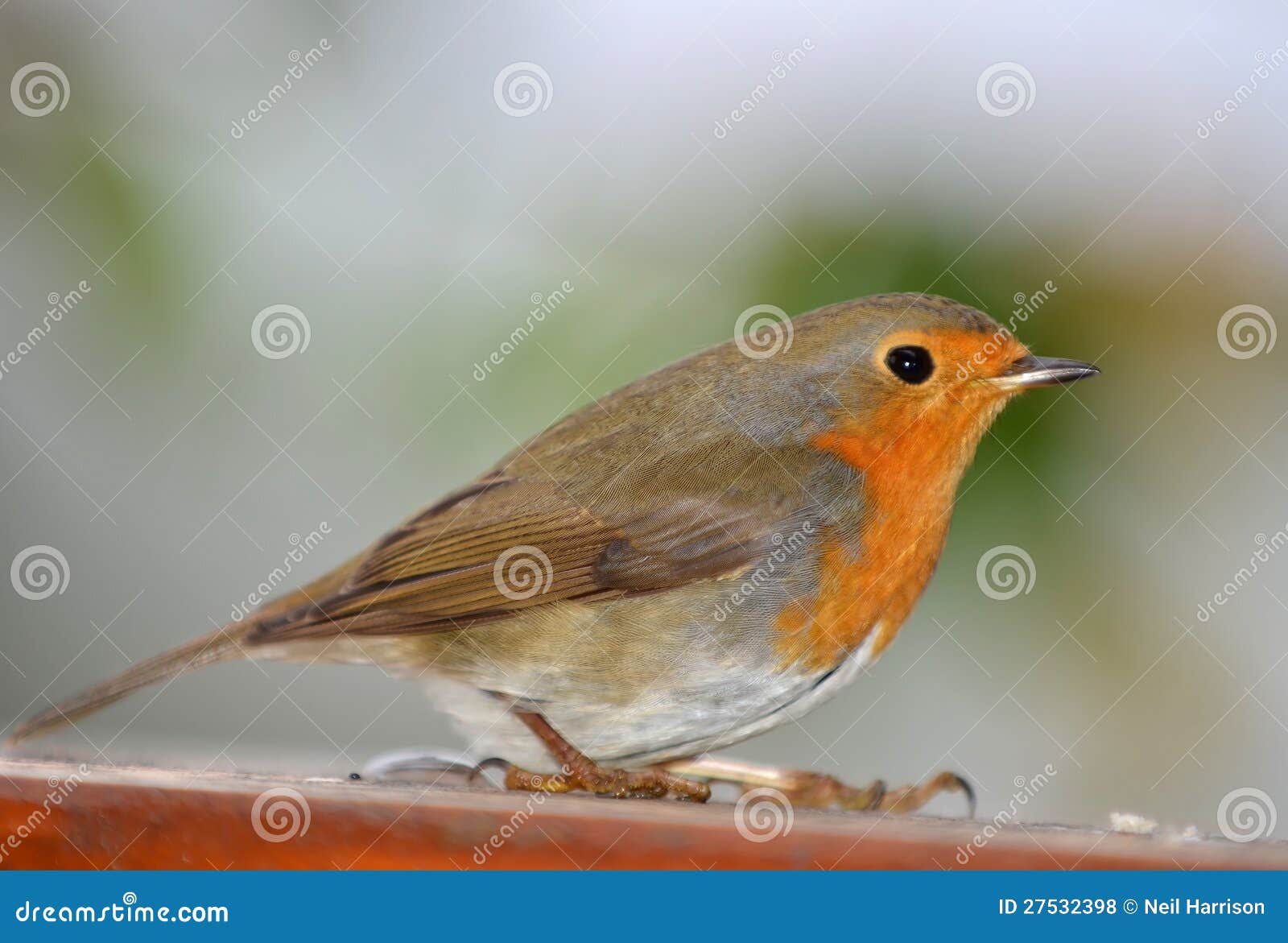 Robin red breast stock photo. Image of card, nature, passiderae - 27532398
