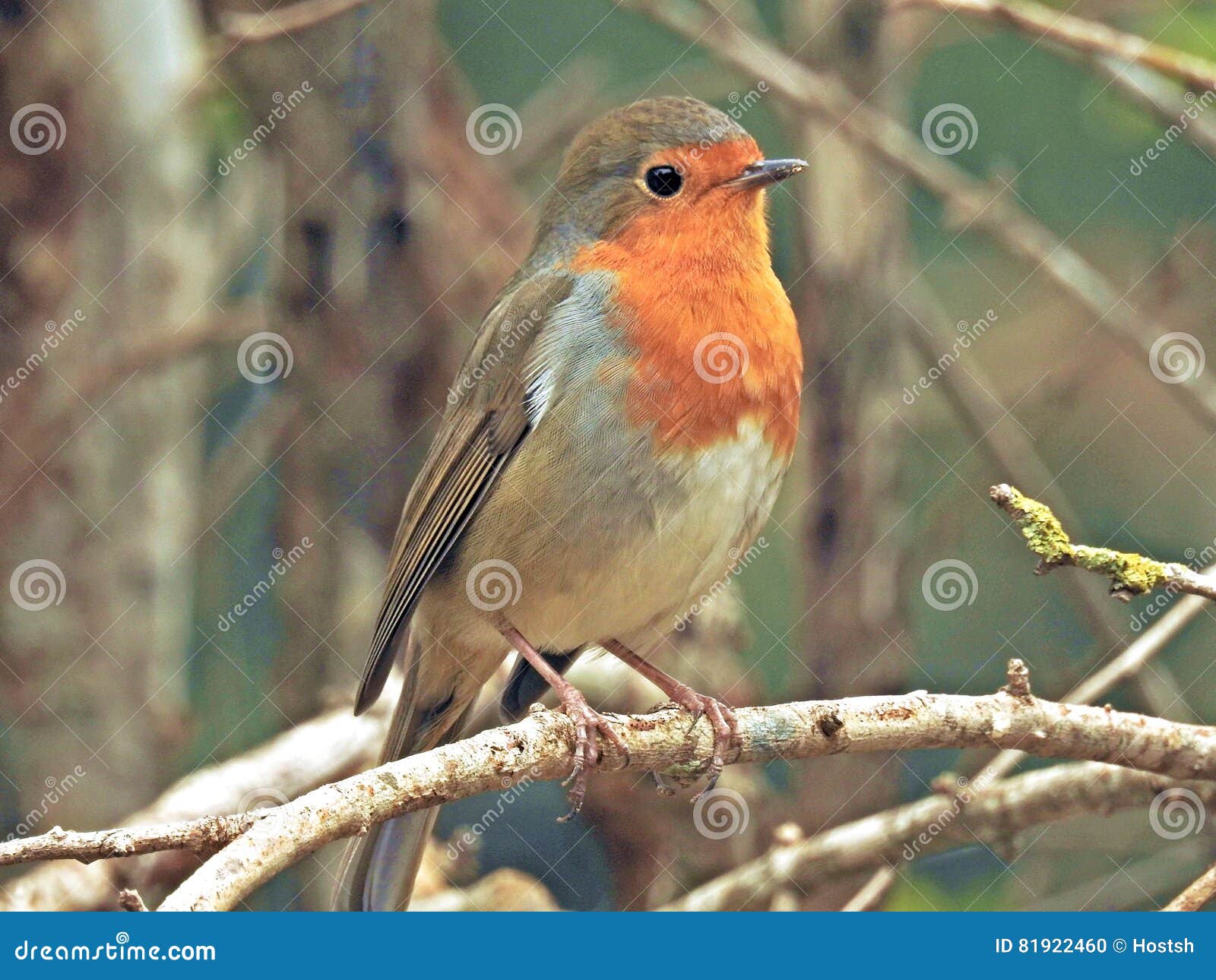 Red Robin With Bright Background Stock Photo | CartoonDealer.com #156688194